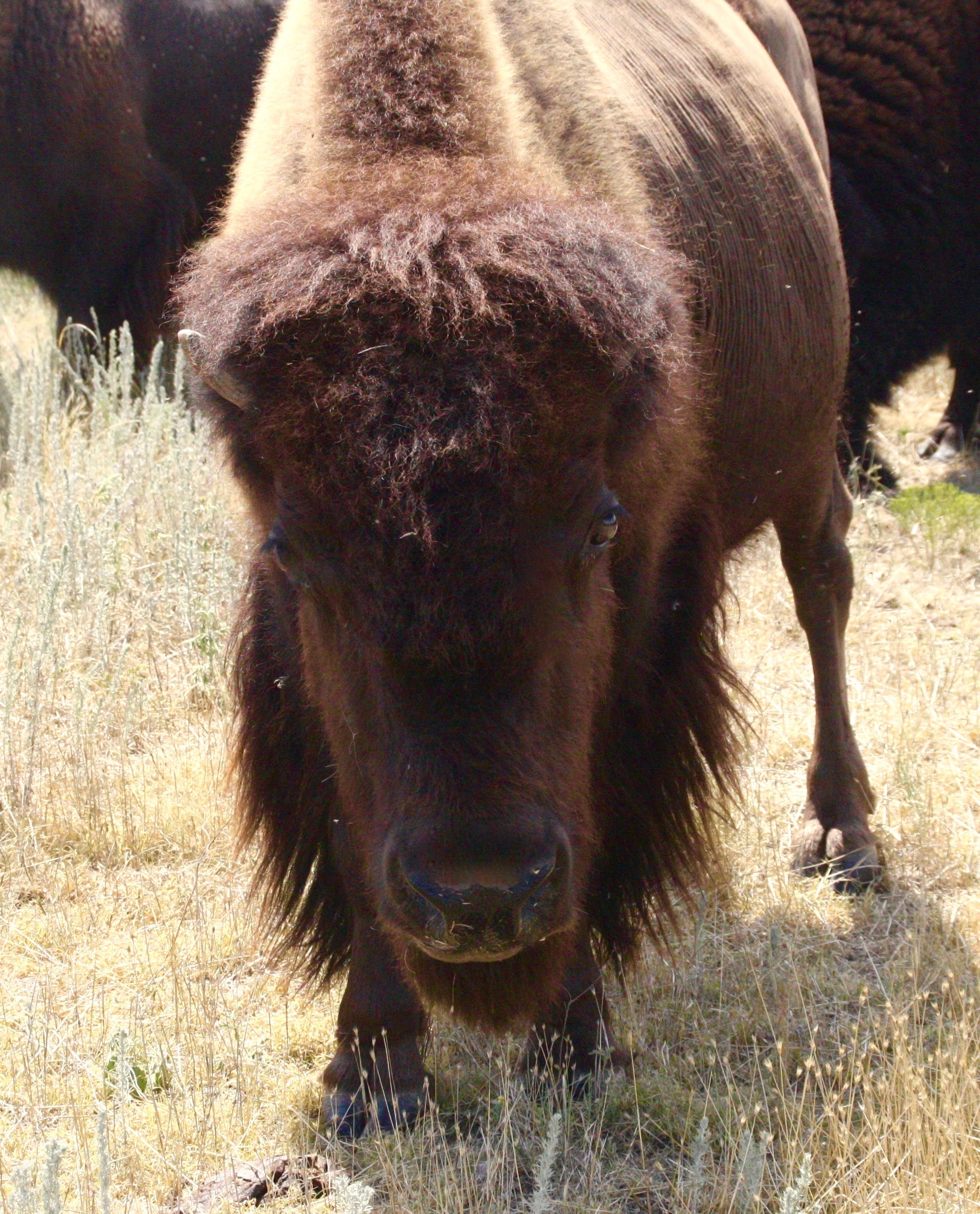 Bison Demand Up, Supply Down - Rock River Ranches